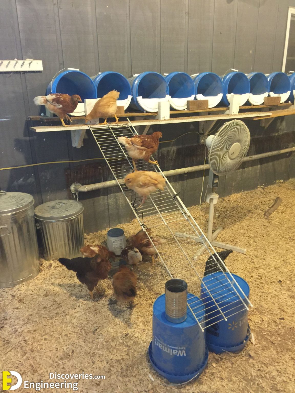 30 Ideas for Having Chickens in Your Backyard – Crafty Daily