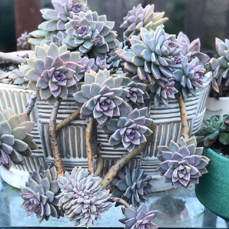 Graptosedum Varieties – Types of Graptosedum Succulents – Crafty Daily
