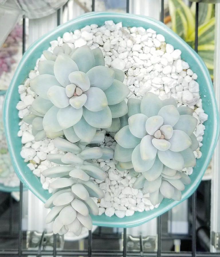 Graptosedum Varieties – Types of Graptosedum Succulents – Crafty Daily