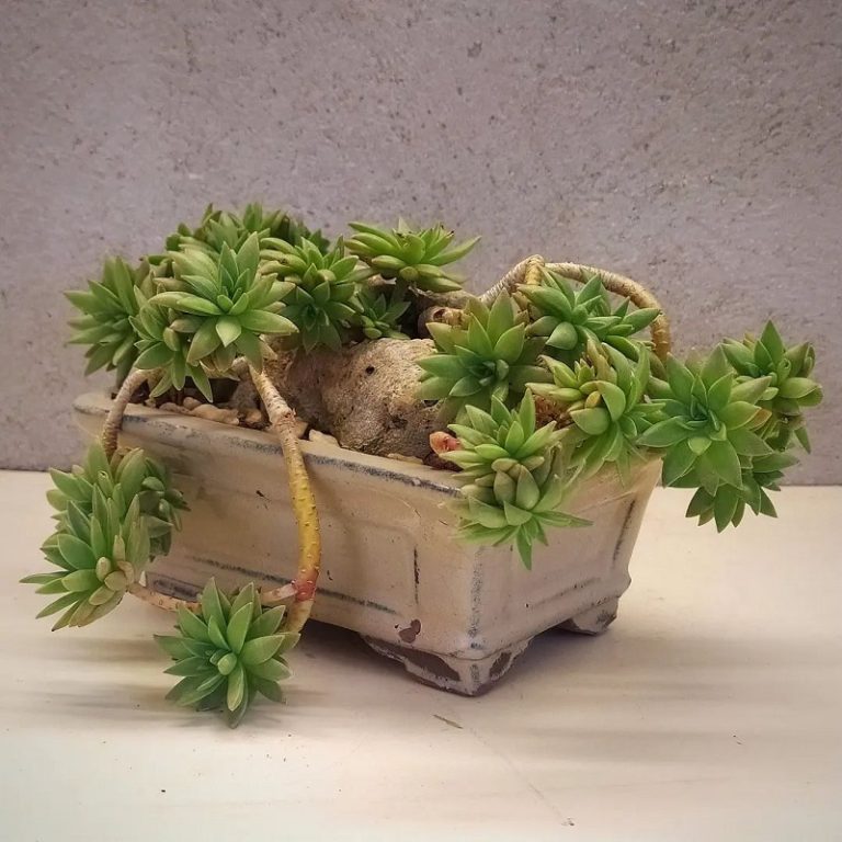 Graptosedum Varieties – Types of Graptosedum Succulents – Crafty Daily