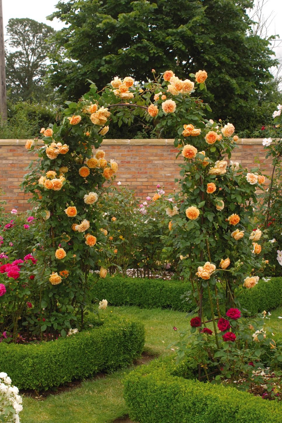 30 Stunning “Rose Garden” Ideas for Your Backyard – Crafty Daily